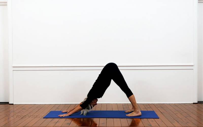 Bridge Pose (Setu Bandha Sarvangasana) | Iyengar Yoga
