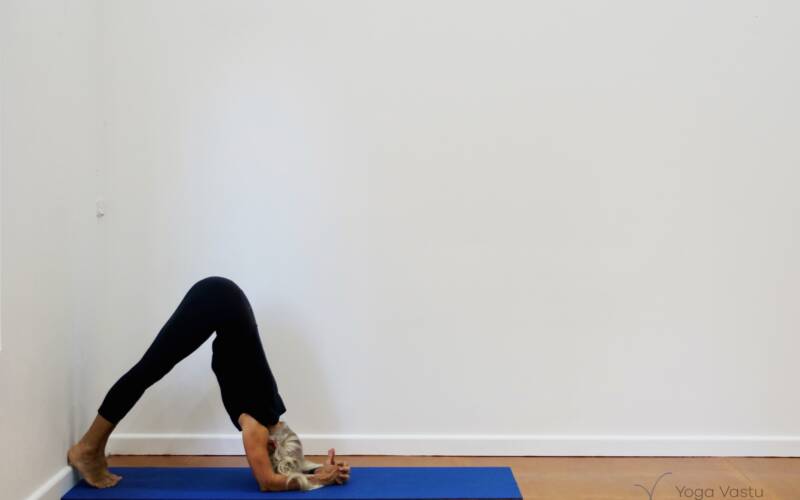 Iyengar yoga videos – backbend asanas - Yoga Vastu